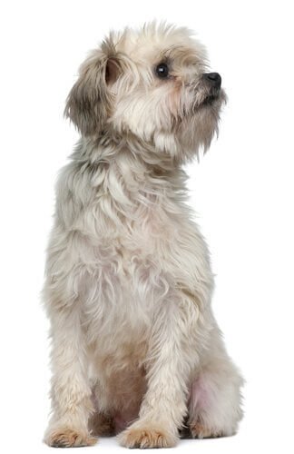 Scopriamo il Löwchen o il Piccolo cane leone - I Miei Animali