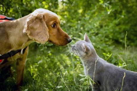 Come migliorare la convivenza tra cane e gatto - I Miei Animali