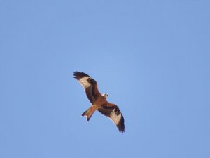 Nibbio reale: caratteristiche, curiosità e habitat - I Miei Animali