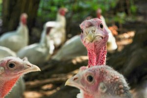 Consigli per l'allevamento dei tacchini domestici - I Miei Animali