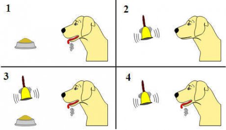 Ivan Pavlov e l'addestramento positivo del cane - I Miei Animali