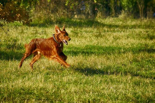 L'addestramento dei cani da ferma - I Miei Animali