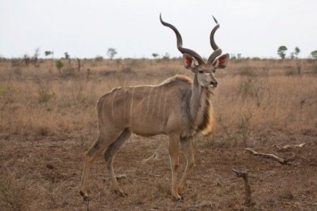 Gli animali con le corna più spettacolari - I Miei Animali