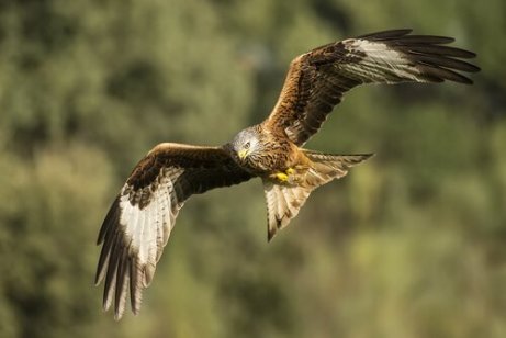 Tutto quello che bisogna sapere sul nibbio reale - I Miei Animali