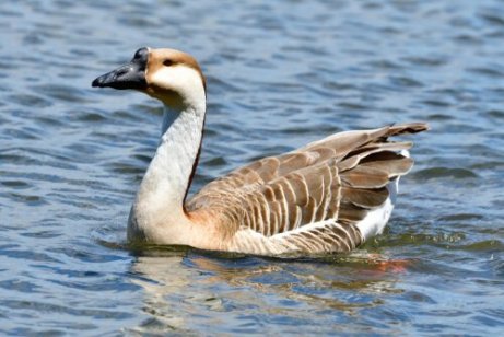 5 specie di oche da conoscere - I Miei Animali