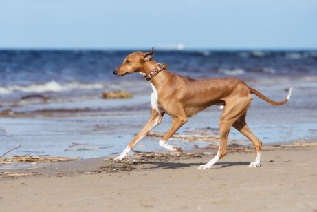 5 diverse razze di levrieri - I Miei Animali
