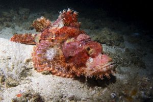 Pesce pietra, l'abitante quasi invisibile delle scogliere - I Miei Animali