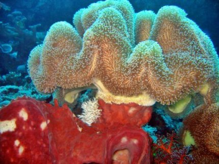 Tutto quello che c'è da sapere sulle spugne marine - I Miei Animali