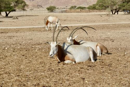 Scopriamo l'orice dalle corna a sciabola - I Miei Animali