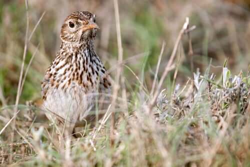 L'allodola: una specie a rischio in Europa - I Miei Animali