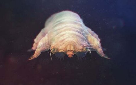 Scopriamo insieme le caratteristiche degli acari - I Miei Animali