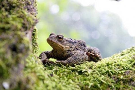Caratteristiche ed abitudini alimentari del rospo - I Miei Animali
