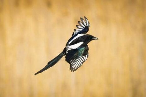 La gazza: caratteristiche di uno degli uccelli più intelligenti al mondo