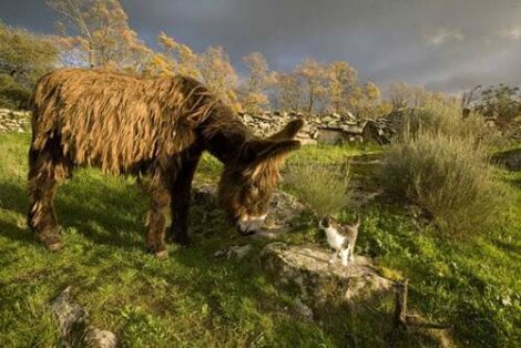 Asini e cavalli della Sardegna: 5 razze uniche e bellissime - I Miei ...