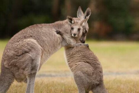 Il canguro: caratteristiche e curiosità sull'animale simbolo dell'Australia