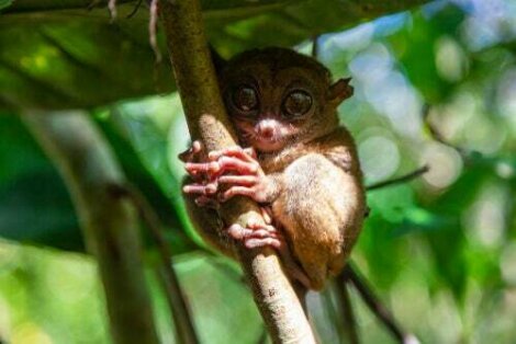 Il tarsio e la sua lotta per la sopravvivenza - I Miei Animali