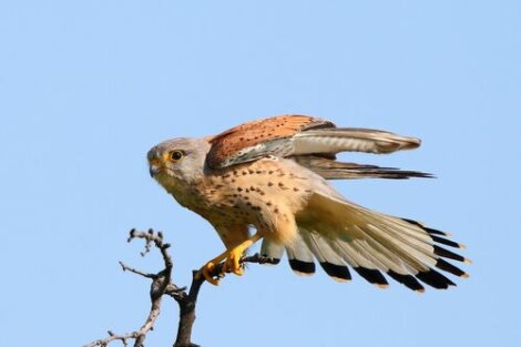 Rapaci diurni, caratteristiche dei predatori dei cieli - I Miei Animali