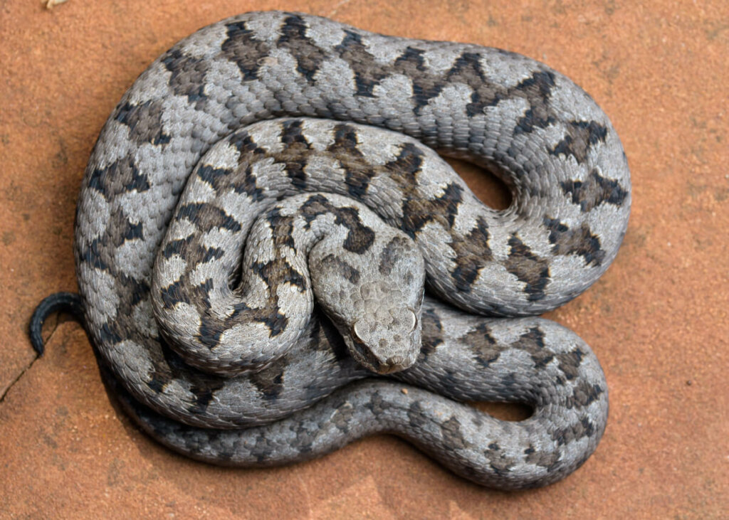 La Vipera latastei: un rettile che sopravvive ai miti - I Miei Animali