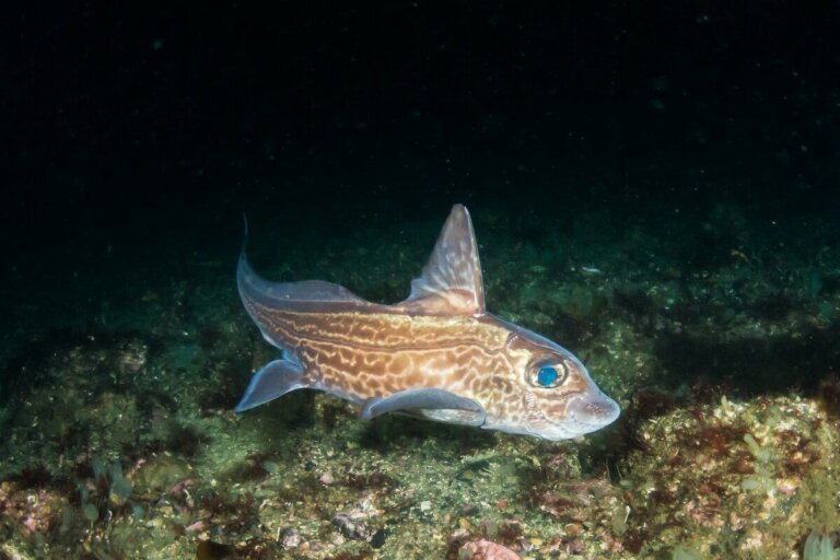 Pesci senza scaglie: quali sono e perché si sono evoluti così?
