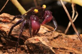 Granchio vampiro (Geosesarma): cure e caratteristiche - I Miei Animali
