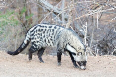 Zibetto africano: caratteristiche di un carnivoro poco noto - I Miei ...