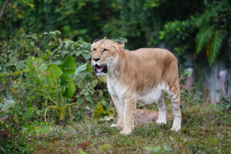 Il Tigone: da dove deriva il suo nome? - I Miei Animali