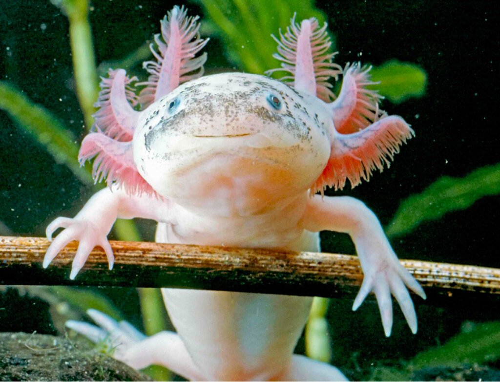 I 9 animali più belli del Messico