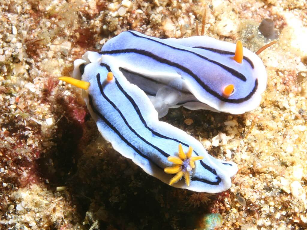 Tutto sul Chromodoris lochi, un mollusco molto particolare