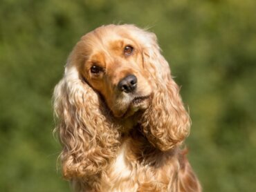 Cavapoo: caratteristiche e cura